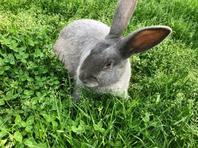 Silver Fox Rabbit: Info, Care, Diet, Pictures & More | Hepper Pet Resources