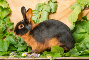 Tan Rabbit: Care, Temperament, Habitat & Traits (With Pictures ...