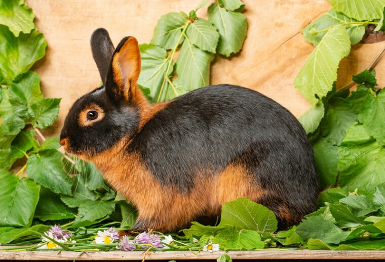 15 Brown Rabbit Breeds (With Info & Pictures) | Hepper Pet Resources