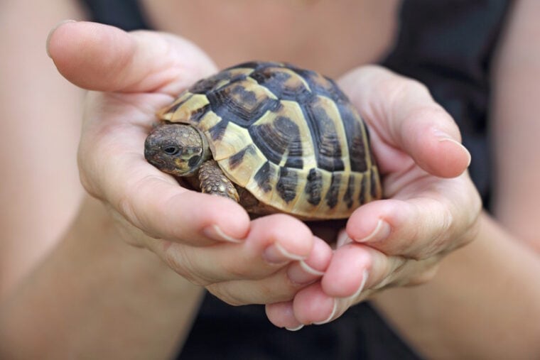 How to Clean a Turtle’s Shell: Vet-Reviewed Steps & Tips | Hepper Pet ...