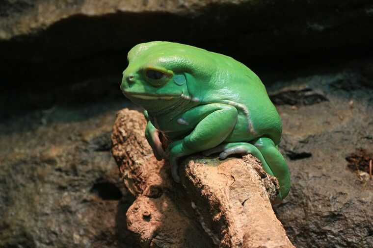 16 Types of Tree Frogs (With Pictures) | Hepper Pet Resources