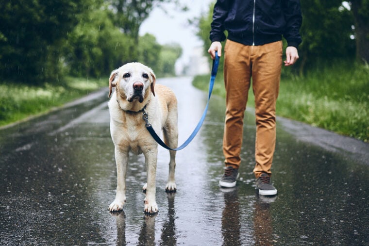 4 Dog Walking Contract Templates (PDF) in 2026 | Hepper Pet Resources