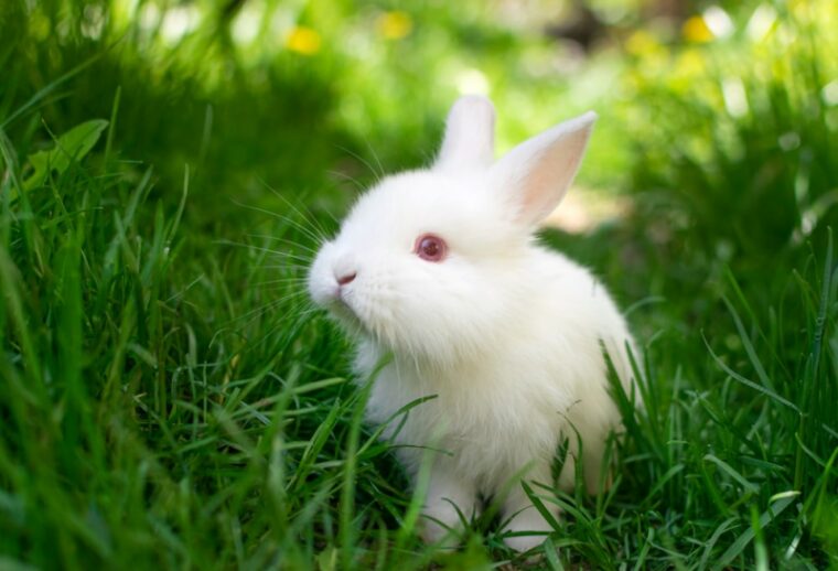 10 Pet Rabbit Sounds & Their Meaning (With Videos) | Hepper Pet Resources