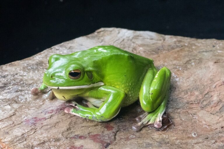 White Lipped Tree Frog: Pictures, Lifespan, Diet, and More | Hepper Pet ...