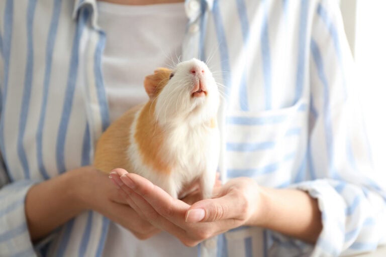 How to Bond With Your Guinea Pig - 20 Easy Tips | Hepper Pet Resources
