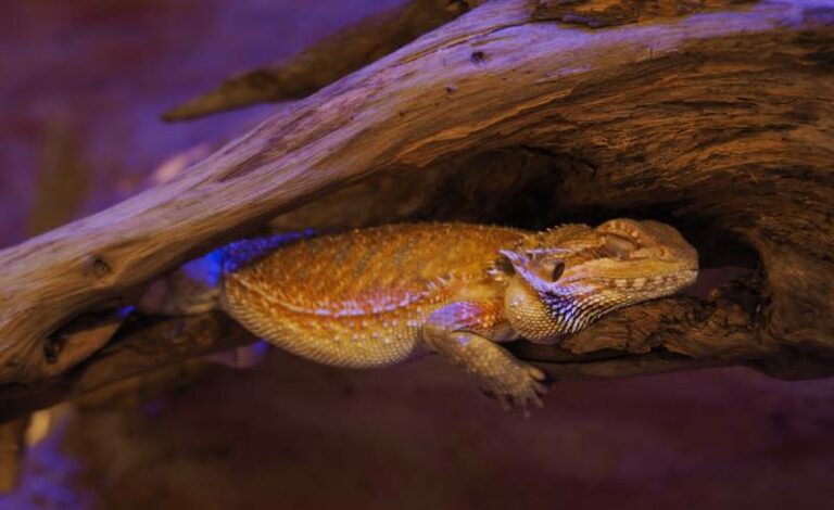 Why Do Bearded Dragons Bob Their Head? 5 Reasons For This Behavior | Hepper Pet Resources