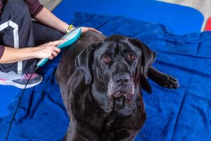 Laser Treatment for Dogs: Vet Explained Therapy, Pros, Cons & FAQ ...