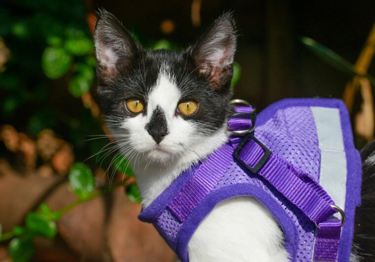 How to Harness Train a Cat: 6 Vet-Approved Tips & FAQ | Hepper Pet ...