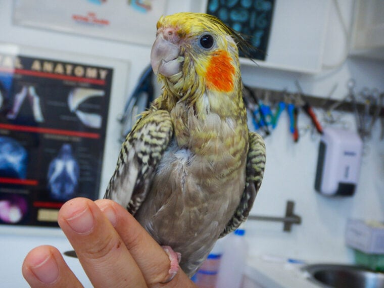 Can a Cockatiel and a Parakeet Live Together? Facts & FAQ | Hepper Pet ...
