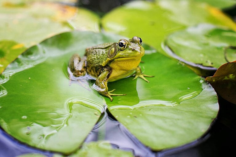 Are Frogs Cold-Blooded? Vet-Approved Facts & FAQ | Hepper Pet Resources