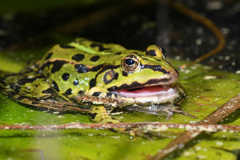 Do Frogs Have Teeth? Fascinating Facts & FAQs | Hepper Pet Resources