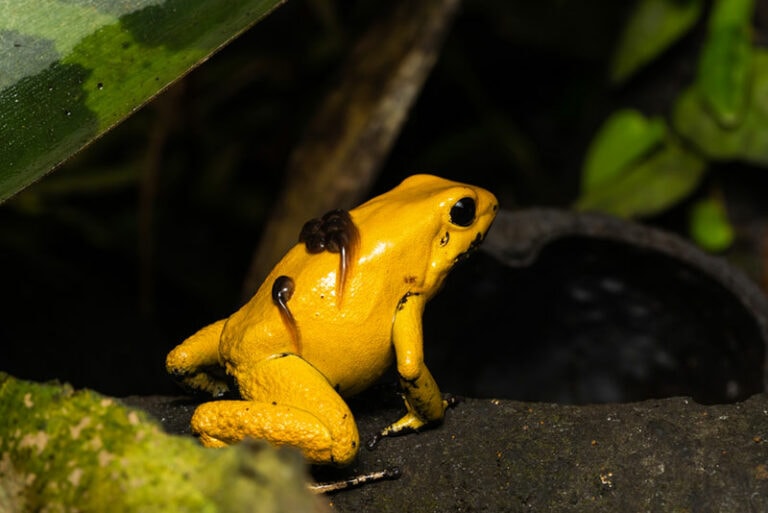 12 Amazing Poison Dart Frog Facts: Vet-Verified Info With Pictures ...