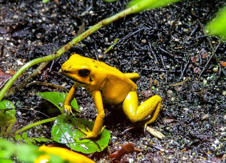 12 Amazing Poison Dart Frog Facts: Vet-Verified Info With Pictures ...
