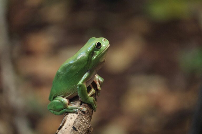 16 Types of Tree Frogs (With Pictures) | Hepper Pet Resources