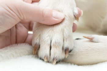 Why Is My Dog's Paw Swollen? 7 Vet-Reviewed Reasons | Hepper Pet Resources