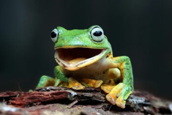 215 Perfect Pet Frog Names: Fun & Unique Options | Hepper Pet Resources