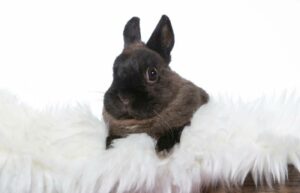 Polish Rabbit Breed Info: Pictures, Temperament & Traits | Hepper Pet ...