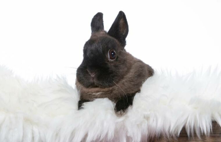 How to Bathe a Rabbit: Vet Reviewed Facts & Tips | Hepper Pet Resources