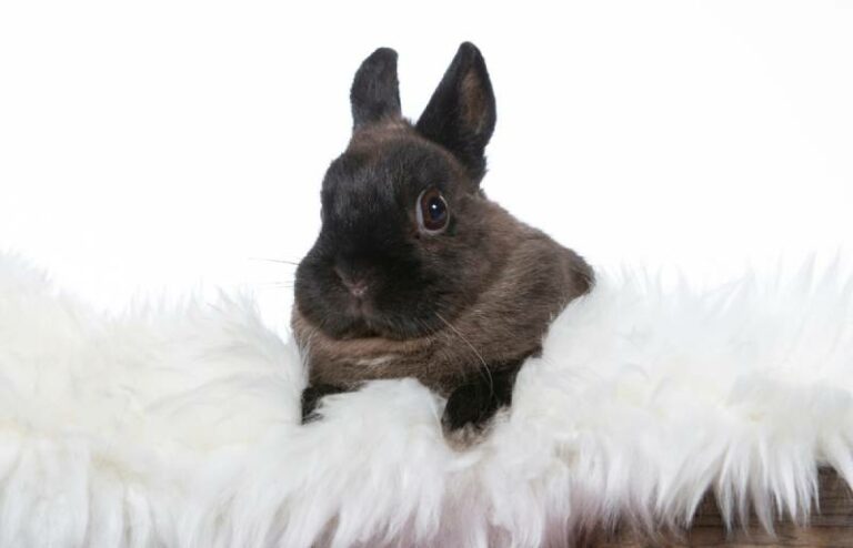 Polish Rabbit Breed Info: Pictures, Temperament & Traits | Hepper Pet ...