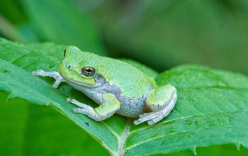 11 Interesting Tree Frog Facts: Vet-Verified Info With Pictures ...