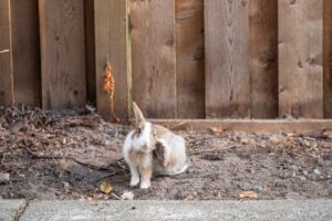 Why Do Rabbits Scratch? 6 Possible Reasons | Hepper Pet Resources