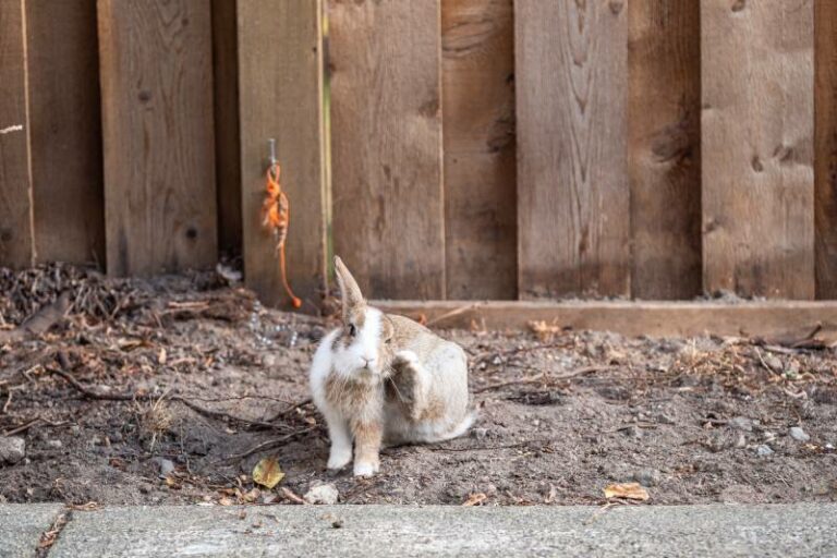 Why Do Rabbits Scratch? 6 Possible Reasons | Hepper Pet Resources