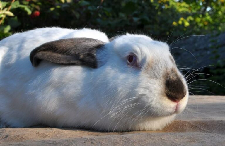 What Temperature Is Too Hot for Rabbits? Vet Approved Guide & Housing ...