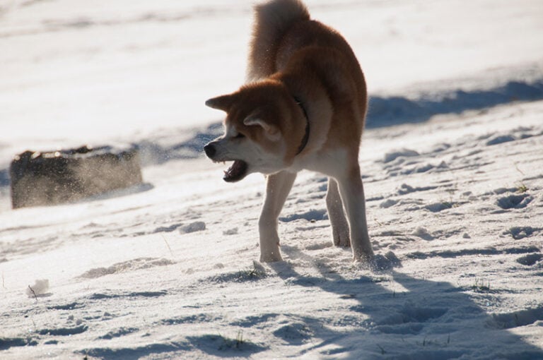 12 Akita Pros & Cons: Vet-Reviewed Facts | Hepper Pet Resources