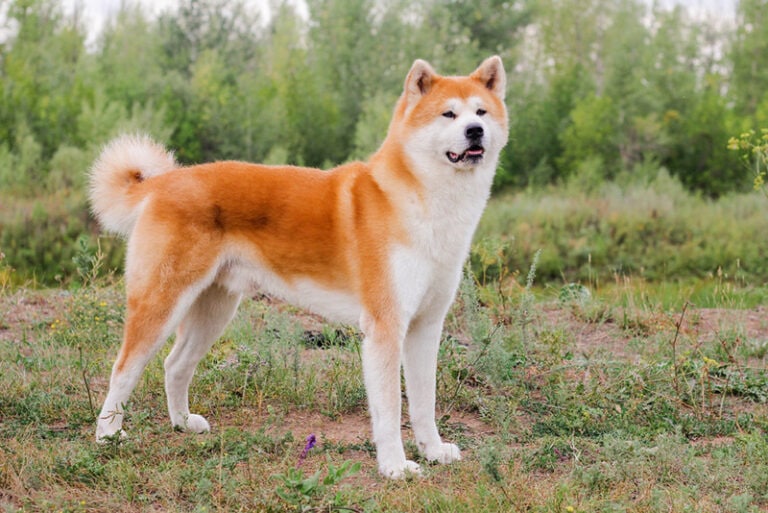 12 Dog Breeds That Are Closest to Wolves Genetically: Info, Pictures ...