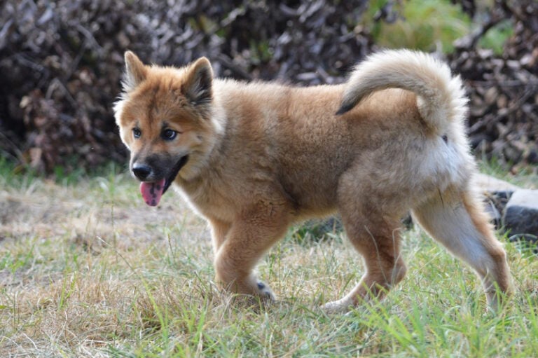 21 Akita Mixes (With Pictures) | Hepper Pet Resources