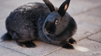 Alaska Rabbit: Info, Care, Diet, Pictures & More | Hepper Pet Resources