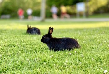 Alaska Rabbit: Info, Care, Diet, Pictures & More | Hepper Pet Resources