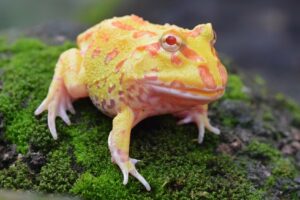 Pacman Frog: Care Guide, Lifespan, Pictures, Diet & More | Hepper Pet ...