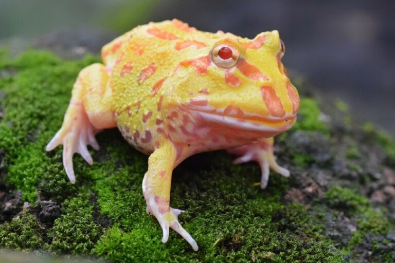 Pacman Frog: Care Guide, Lifespan, Pictures, Diet & More | Hepper Pet ...