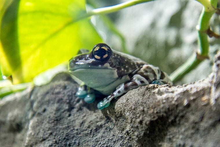 16 Types of Tree Frogs (With Pictures) | Hepper Pet Resources