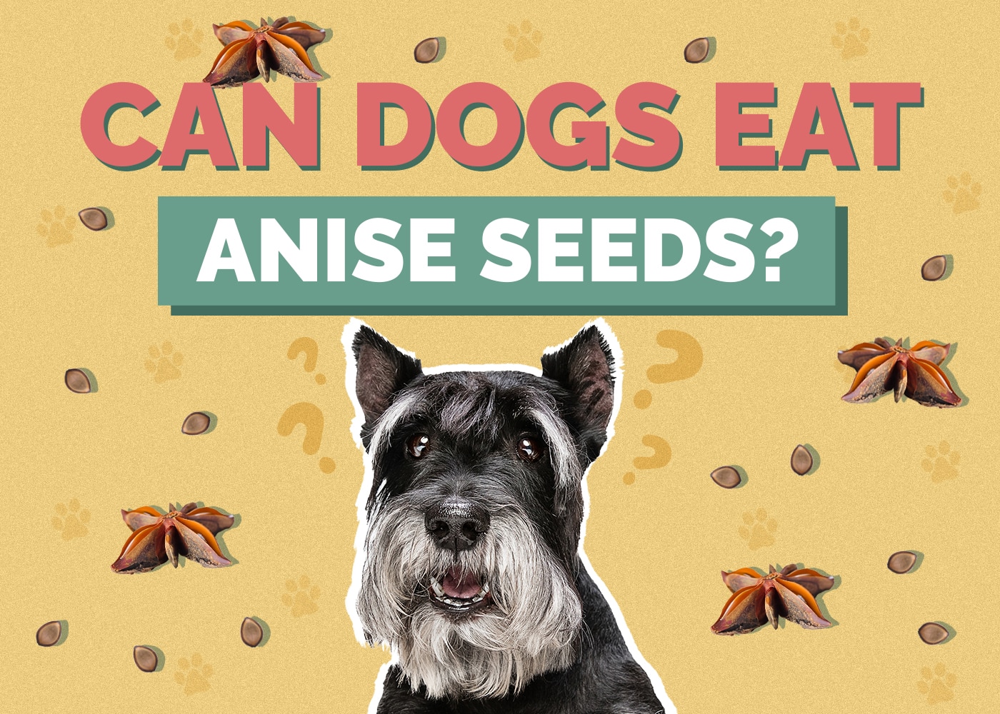 Can Dogs Eat Anise Seed? Vet Approved Health Review | Hepper Pet Resources
