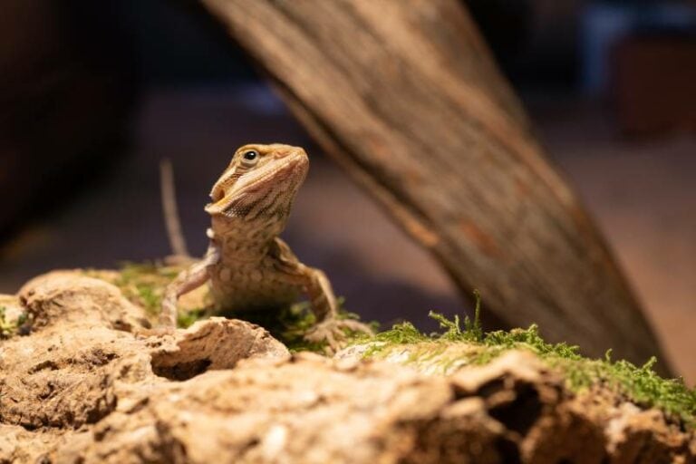 Translucent Bearded Dragon: Size, Pictures, Habitat & Care Guide ...