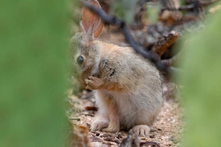 Why Is My Rabbit Pulling Their Fur Out? 8 Vet-Reviewed Reasons | Hepper ...