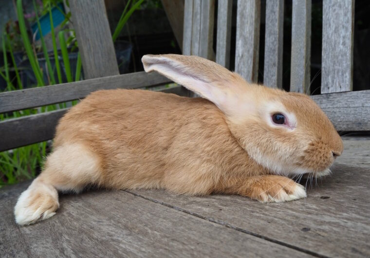 Continental Giant Rabbit: Info, Care, Diet, Pictures & More | Hepper ...