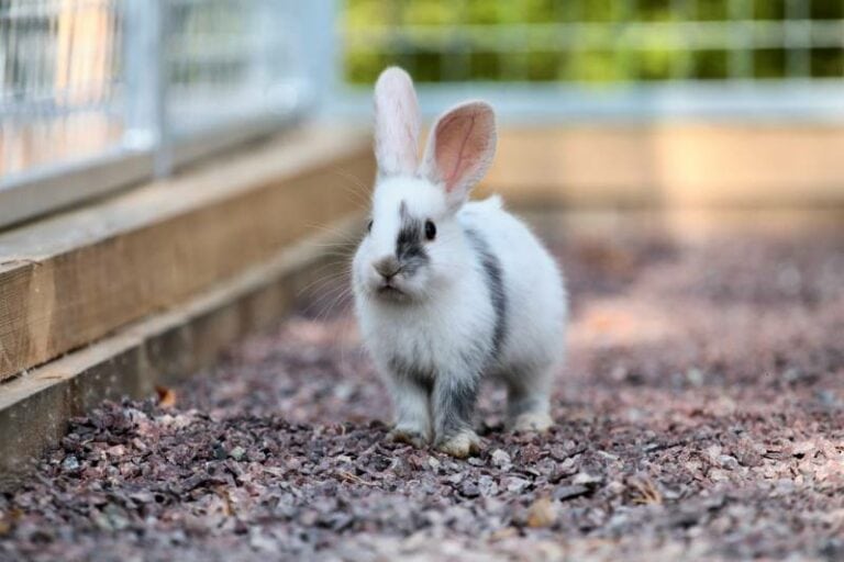 How Badly Do Rabbits Smell? Causes & Remedies | Hepper Pet Resources