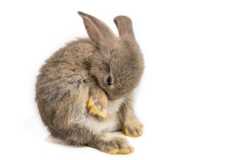 Why Is My Rabbit Pulling Their Fur Out? 8 Vet-Reviewed Reasons | Hepper ...