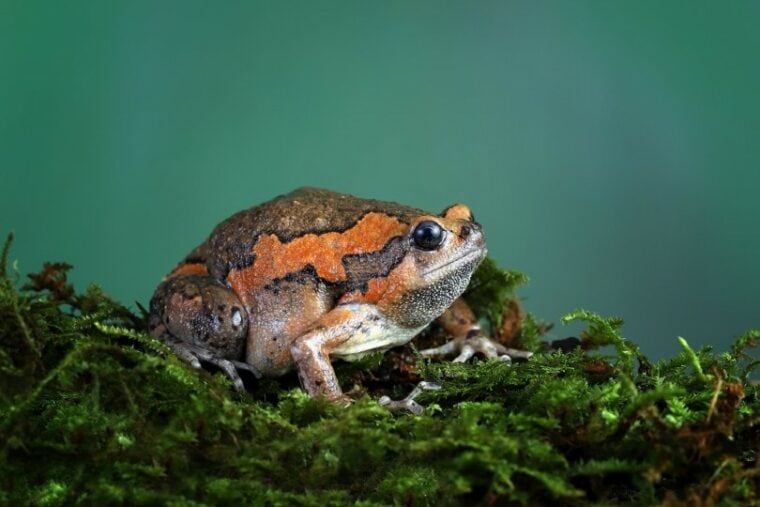 18 Types of Pet Frogs (With Info & Pictures) | Hepper Pet Resources