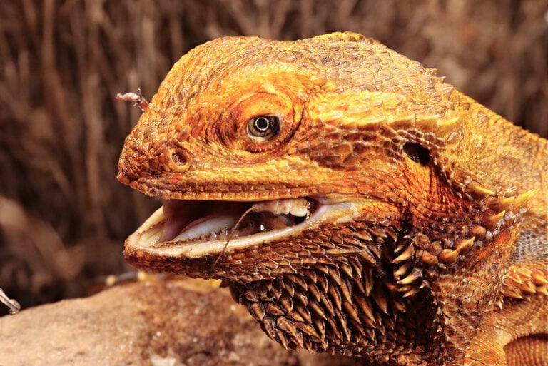 How Much Are Bearded Dragons at PetSmart? 2026 Price Update | Hepper ...