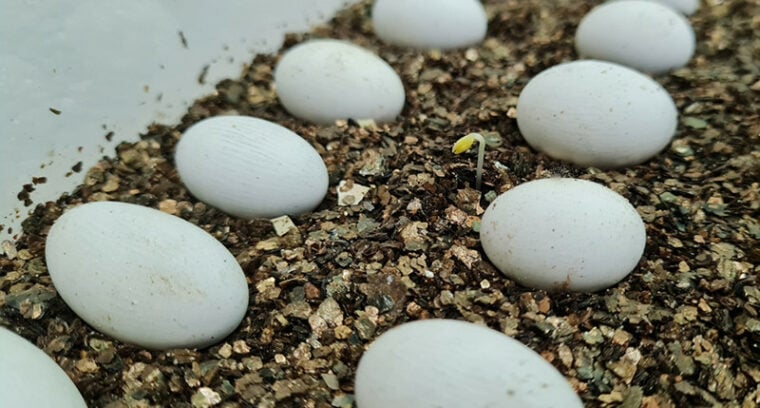 How to Incubate Bearded Dragon Eggs: 7 Vet Approved Tips | Hepper Pet ...