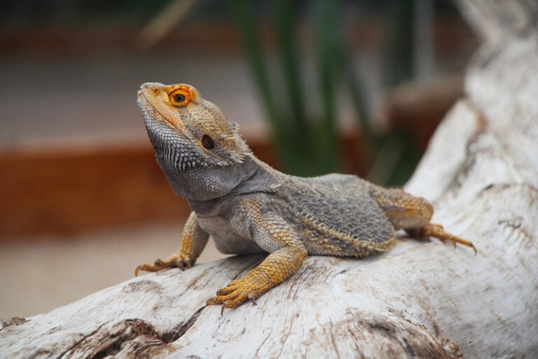 How Fast Do Bearded Dragons Grow? Size & Growth Chart | Hepper Pet ...