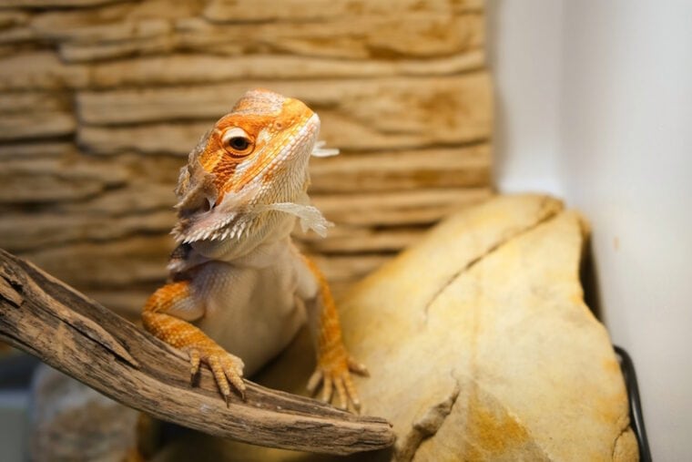 How Long Do Bearded Dragons Live? Vet Reviewed Lifespan, Data & Care ...