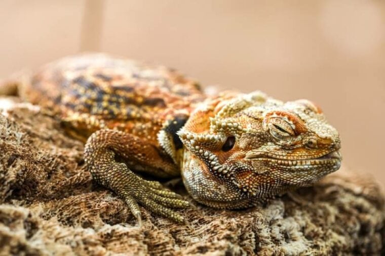 How to Bond With Your Bearded Dragon: 7 Simple Tips | Hepper Pet Resources