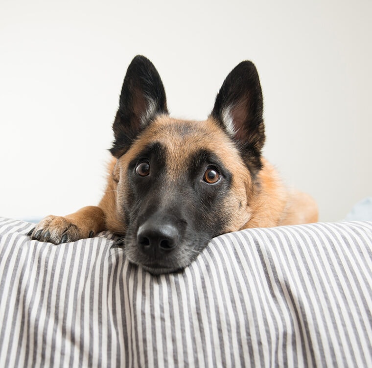How Long Do Belgian Malinois Live? Average Lifespan, Data & Care ...