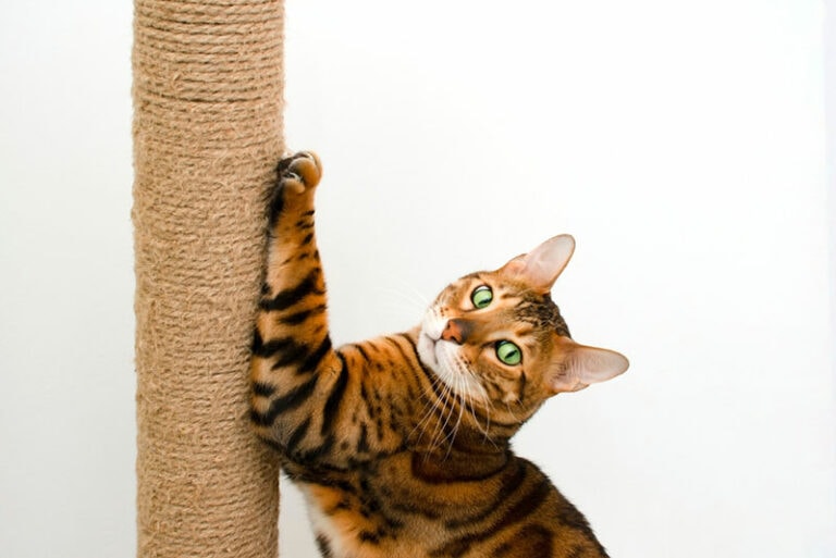 Why Does My Cat Scratch the Floor? 5 Common Reasons | Hepper Pet Resources
