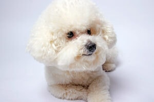 4 Beautiful Bichon Frise Colors: Variations Explained (with Pictures ...